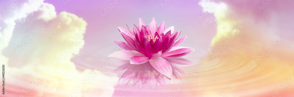 Floating beautiful lotus and reflection of sky with fluffy clouds on ...