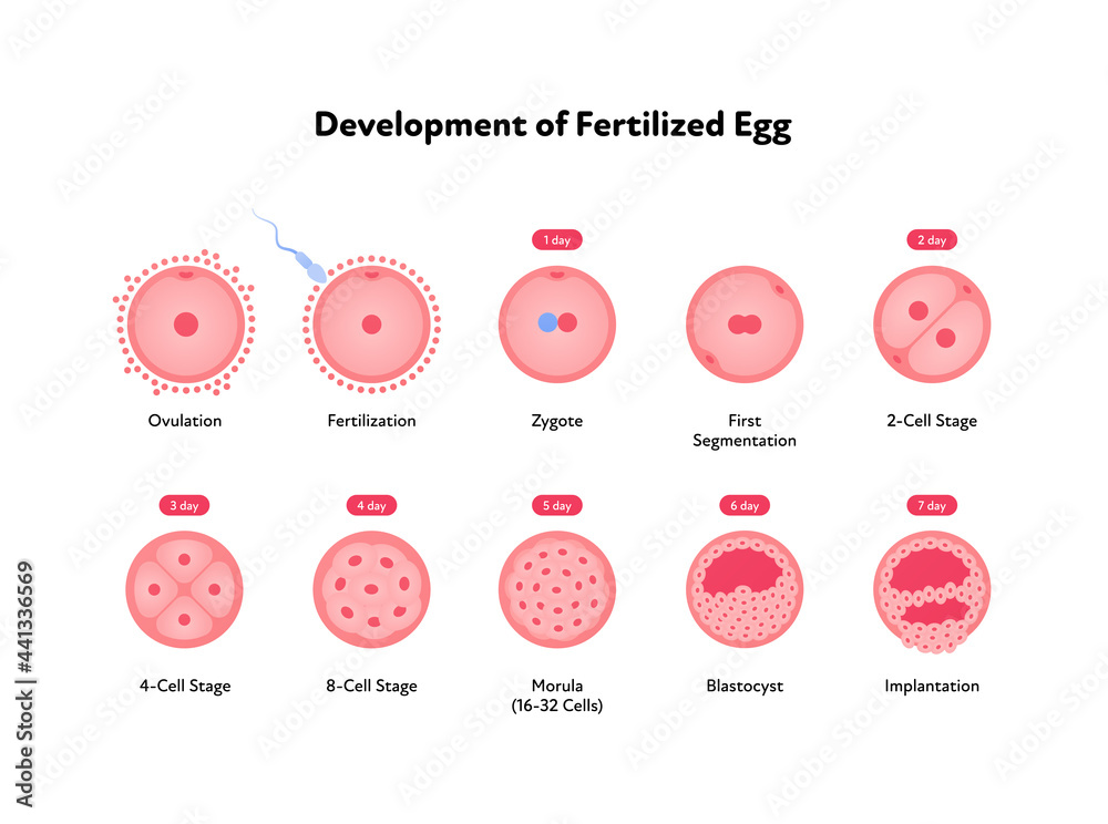 Early human development health care infographic. Vector flat medical ...