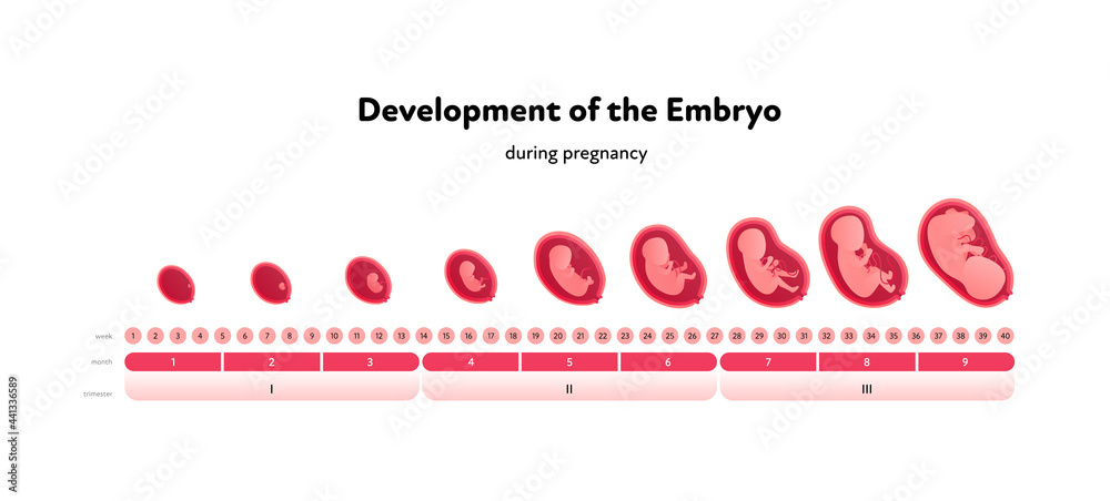 Human embryo development health care infographic. Vector flat medical ...