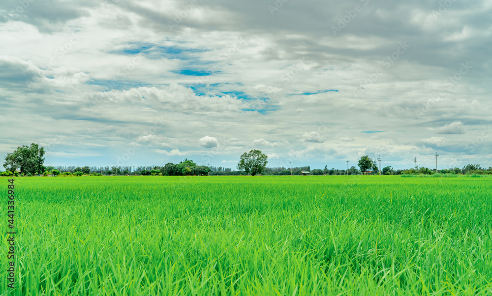 Landscape green rice field. Rice farm in rural. Green rice paddy field ...