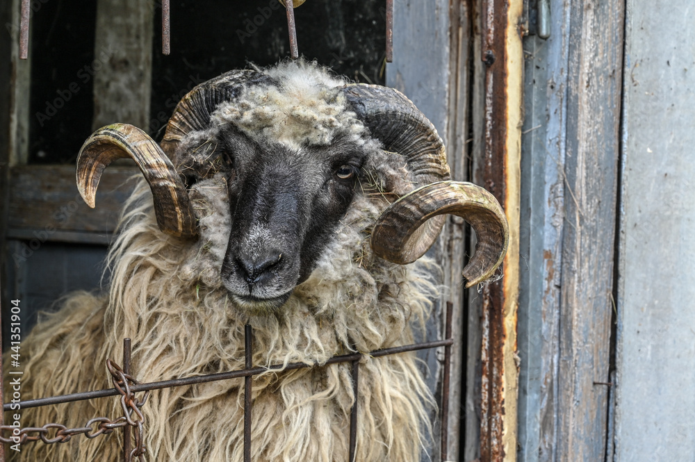 Ram behind farm fence. Huge ram with large curved horns in sheep barn ...