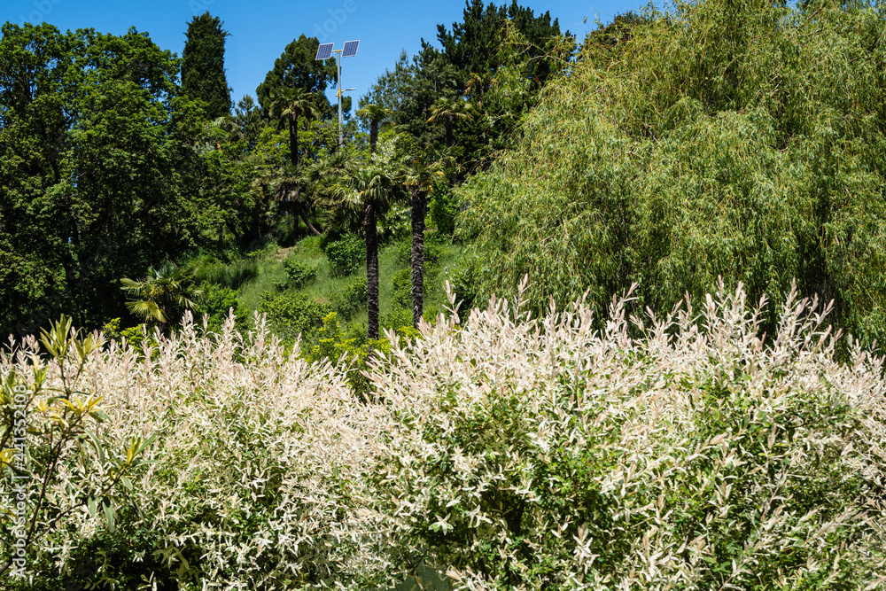 Willow whole-leafed Japanese, Salix integra Hakuro-Nishiki in Adler ...