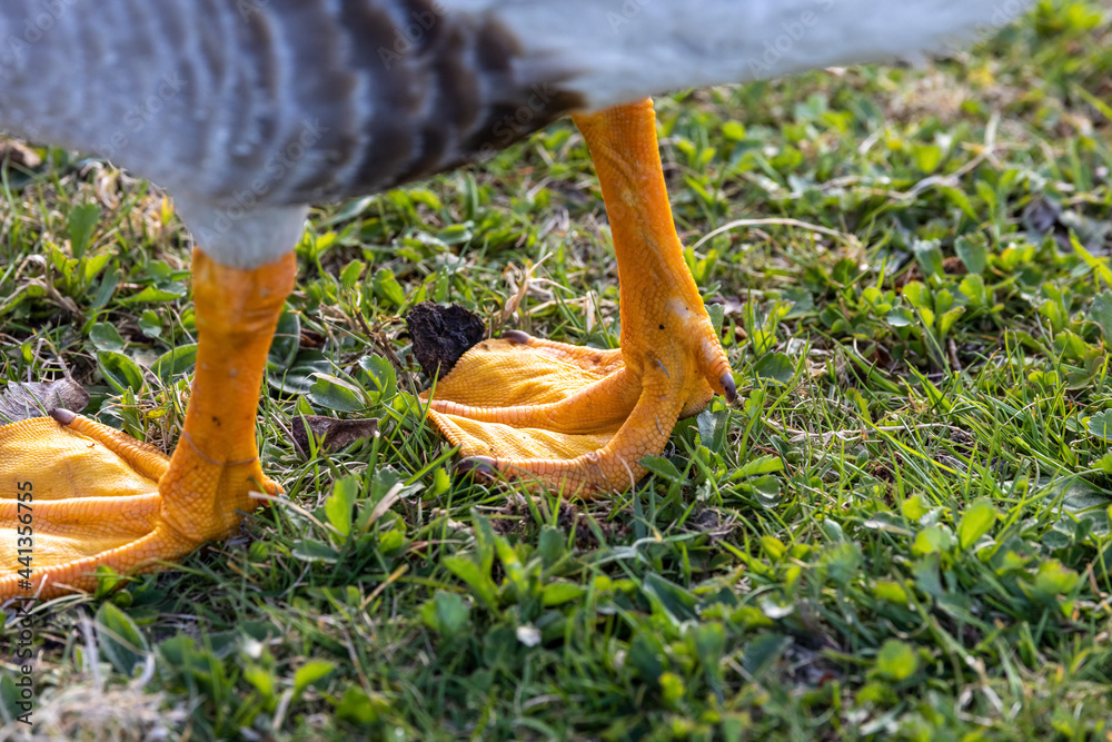 Feet of the bar-headed goose, Anser indicus seen in English Garden in ...