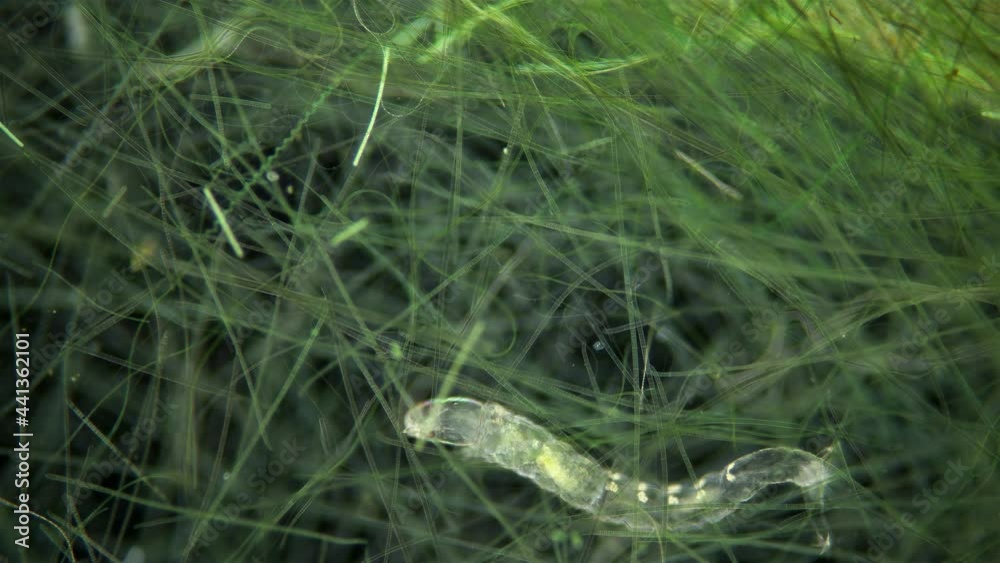 Insecta Midge Larva Chironomidae and worm Microstomum lineare in algae ...