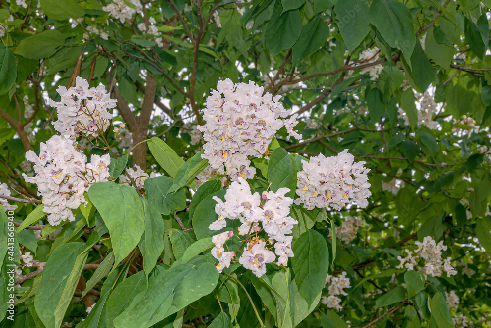 Southern Catalpa (Catalpa bignonioides) in park, Crimea Stock Photo ...
