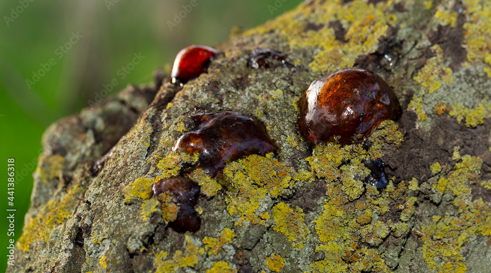 Formation of resin from the juice of a cherry tree.The tree was ...