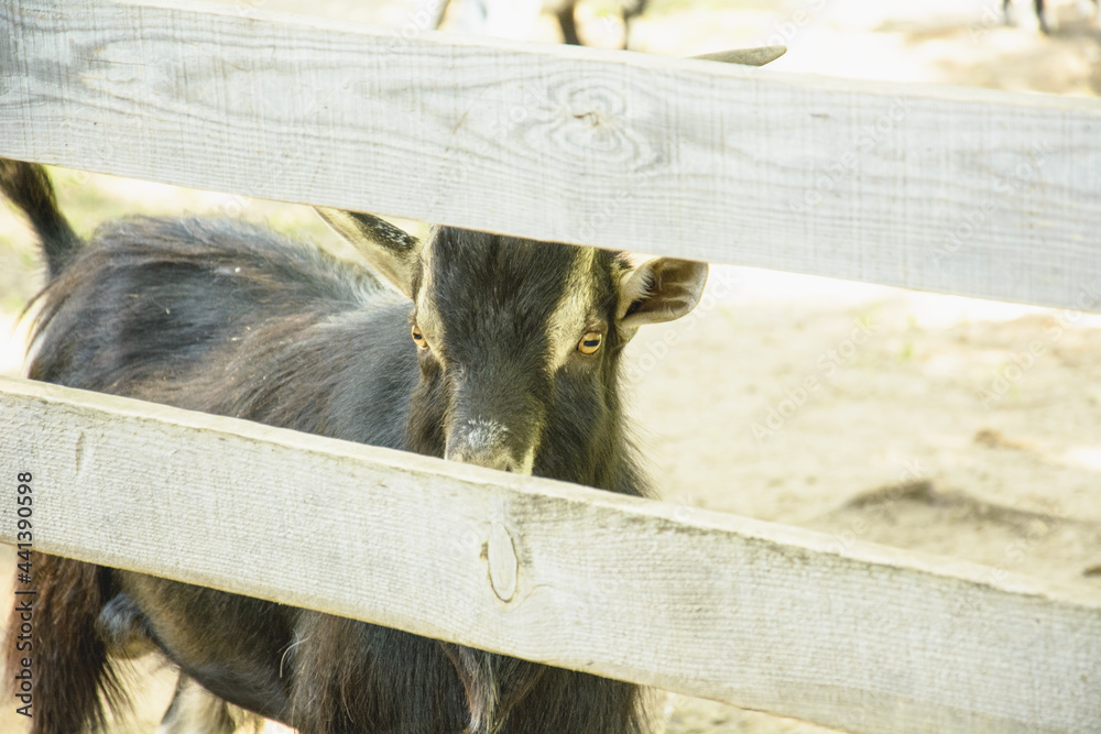 Goat, gray goat, pack leader, horned goat, nature reserve, animals ...