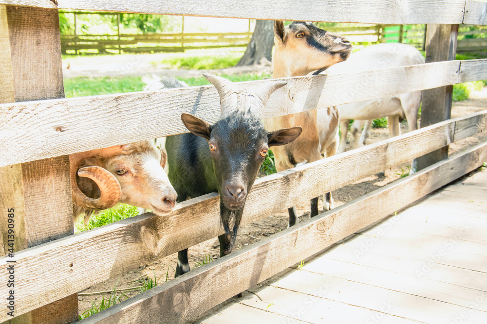 Goat, gray goat, pack leader, horned goat, nature reserve, animals ...