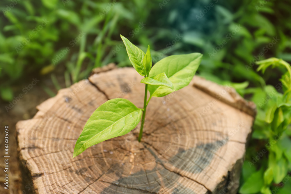 Young green seedling growing out of tree stump outdoors, closeup. New ...