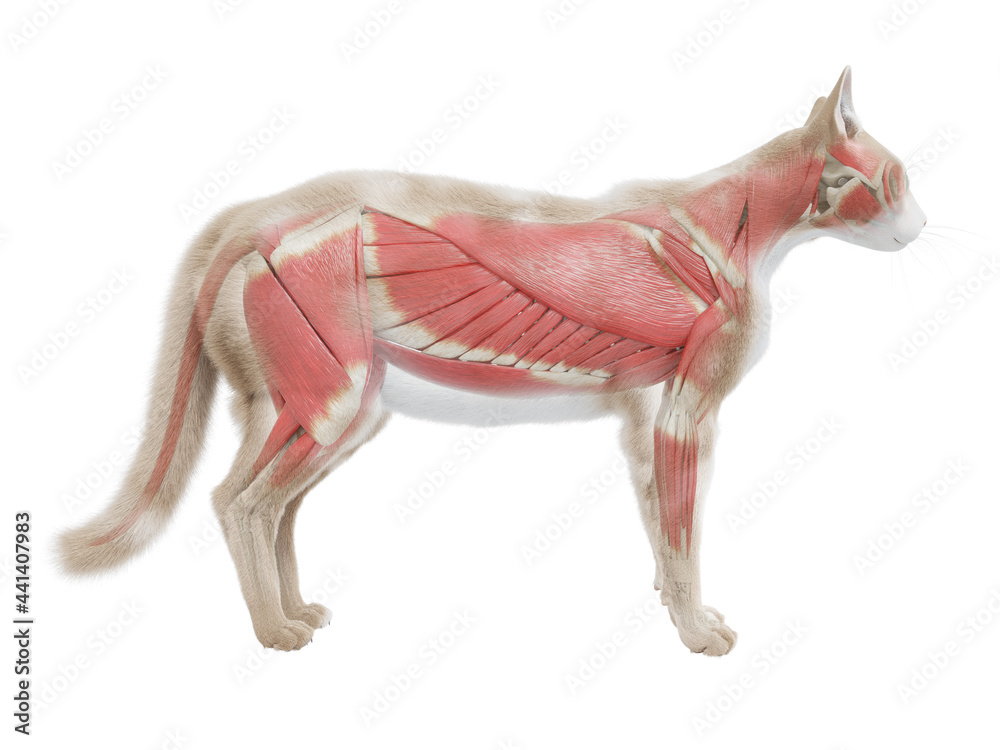 3d rendered illustration of the cat anatomy - the muscle system Stock ...