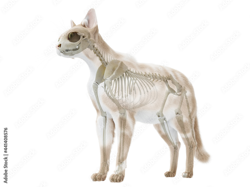 3d rendered illustration of the cat anatomy - the skeletal system Stock ...