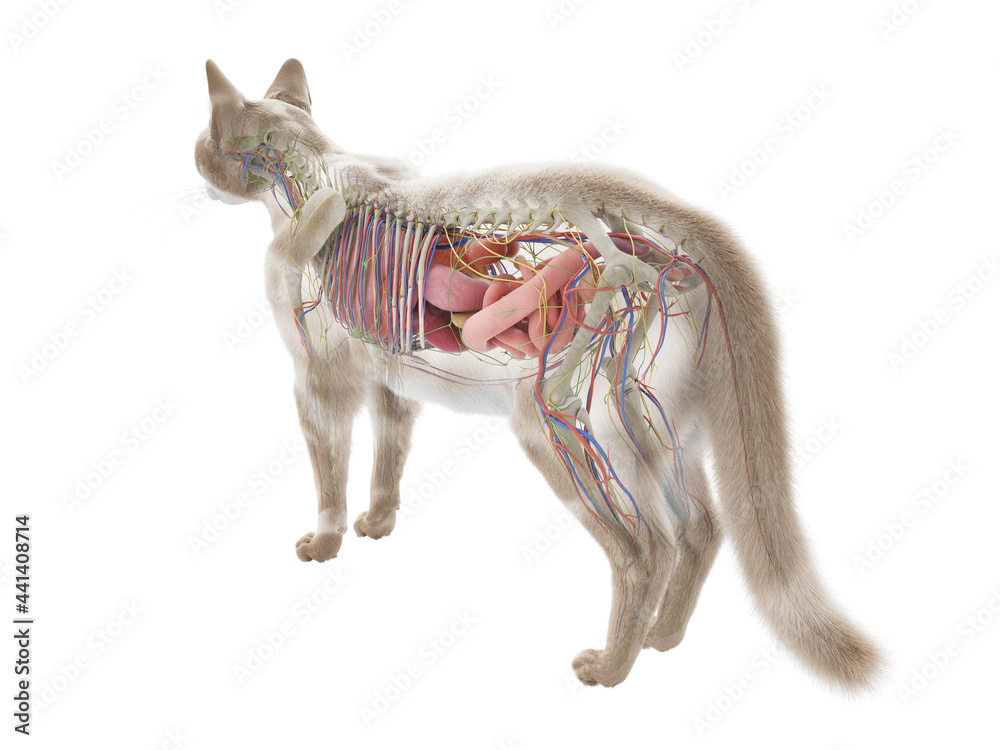 3d rendered illustration of the cat anatomy Stock Illustration | Adobe ...