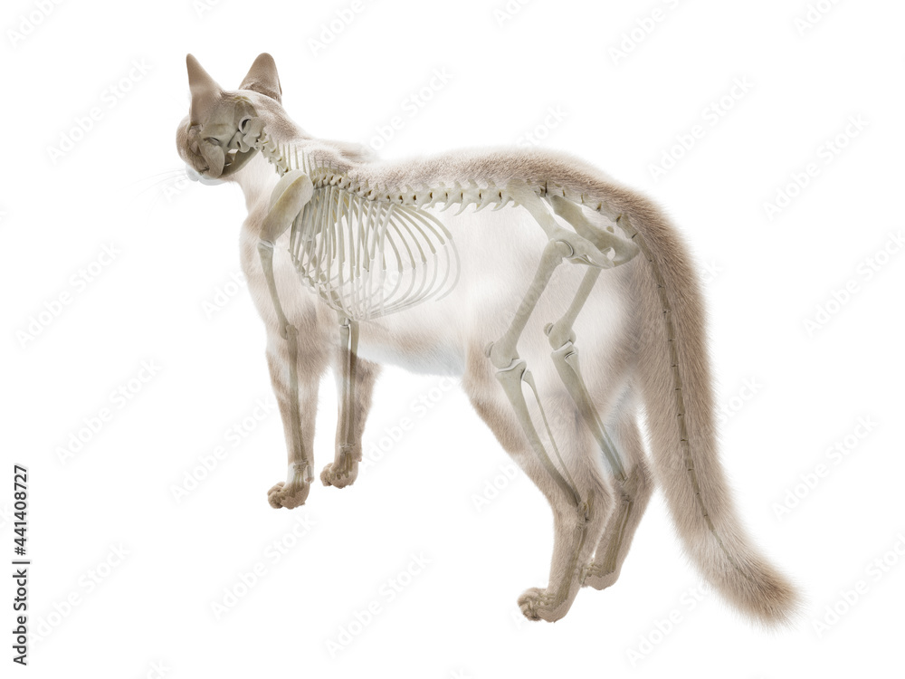 3d rendered illustration of the cat anatomy - the skeletal system Stock ...