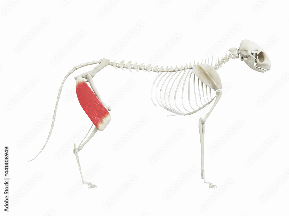 3d rendered illustration of the cats muscle anatomy - biceps femoris ...