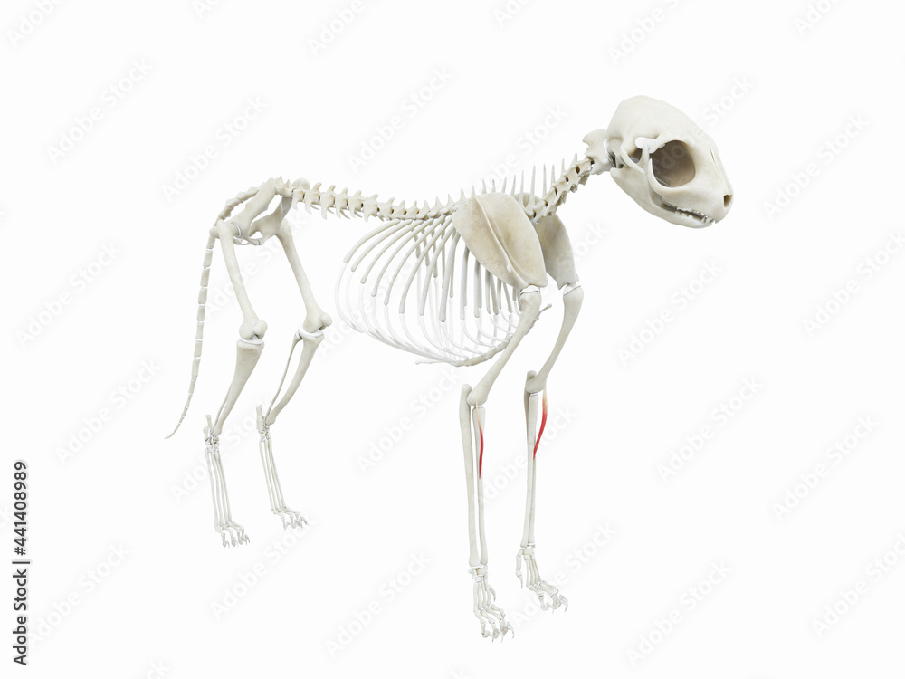 3d rendered illustration of the cats muscle anatomy - brachioradialis ...