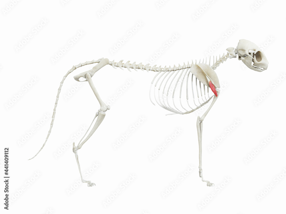 3d rendered illustration of the cats muscle anatomy - deltoideus pars ...