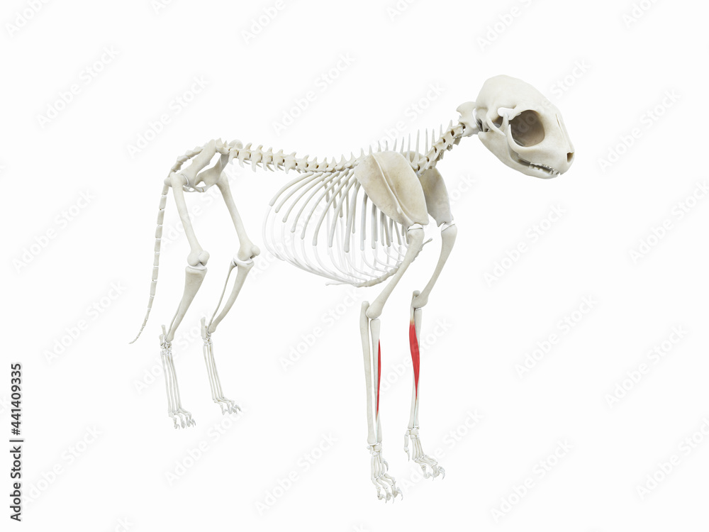 3d rendered illustration of the cats muscle anatomy - flexor carpi ...