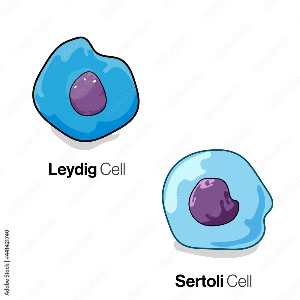 Leydig Cell and Sertoli Cell Biology, Detailed Vector Illustration on ...