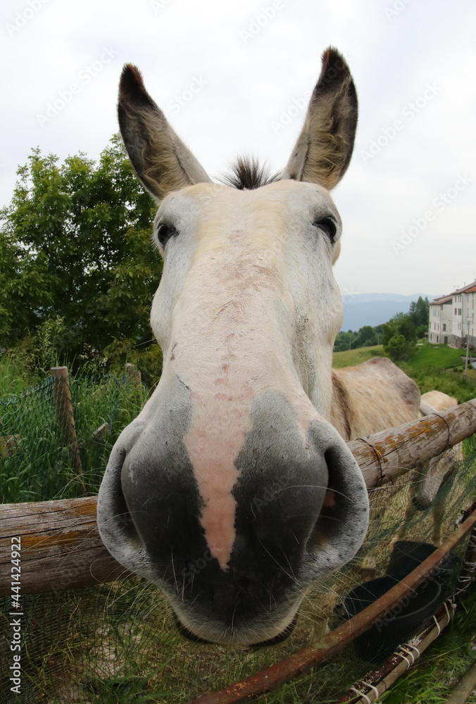 cute face of a white donkey photographed with a fisheye lens Stock ...