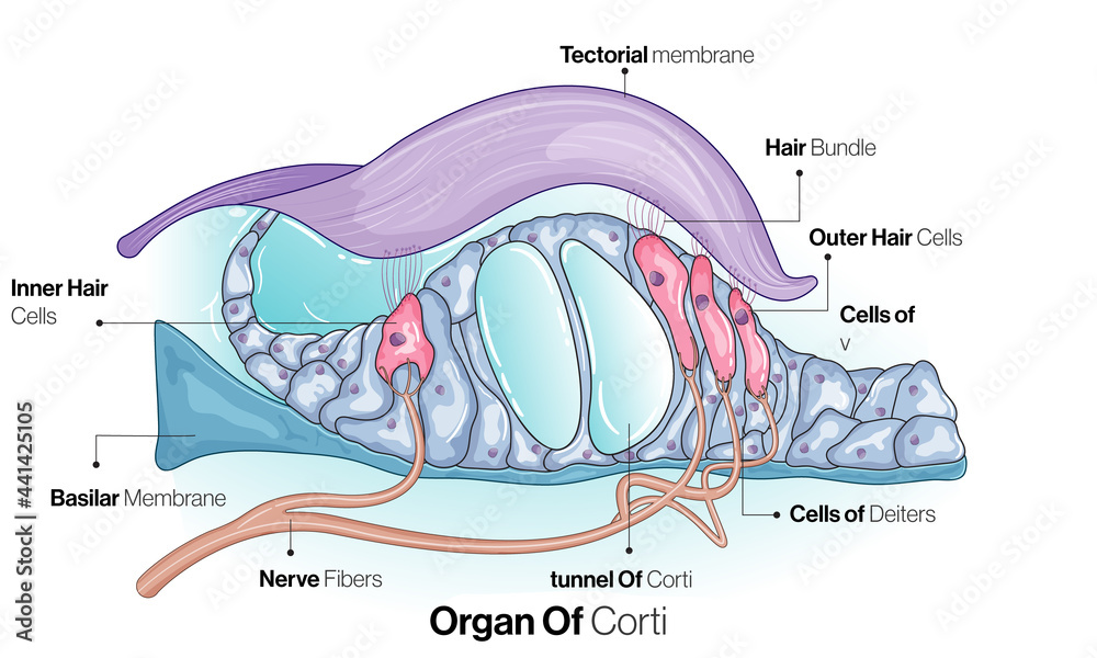 Organ of Corti Structure, Detailed Vector Illustration of Inner Ear ...