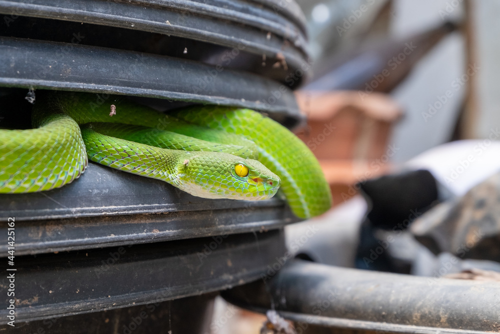 Green Snake's Eyes, Frightening, Snake Stock Photo | Adobe Stock
