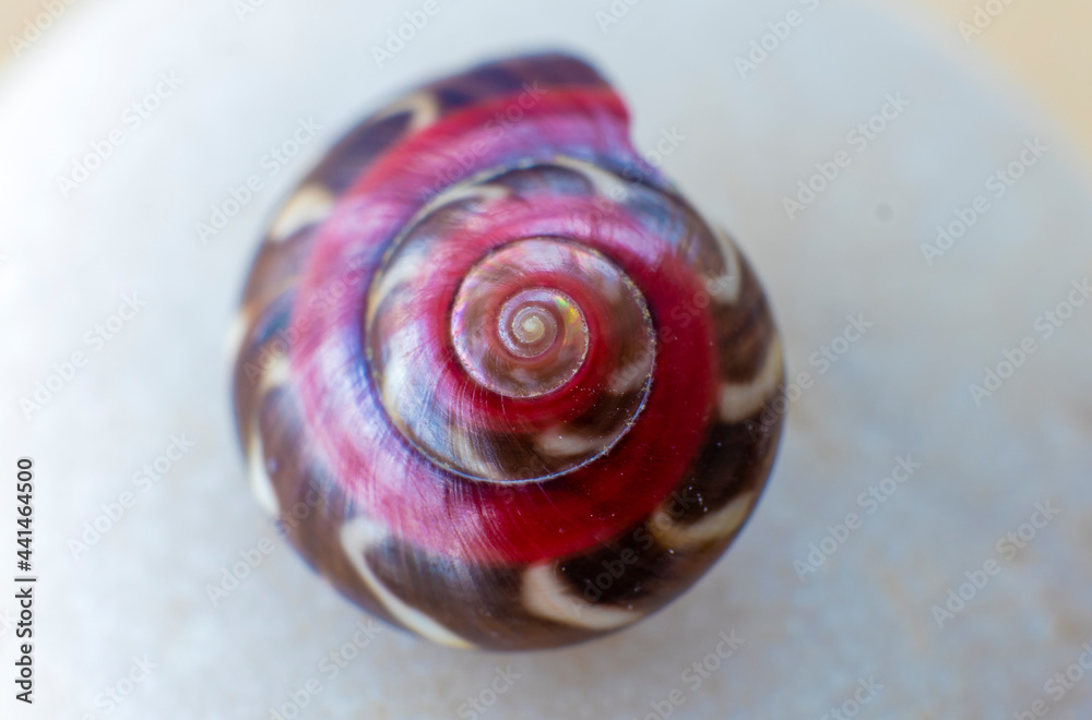 shell of sea snail containing red color. close-up. fibonacci golden ...