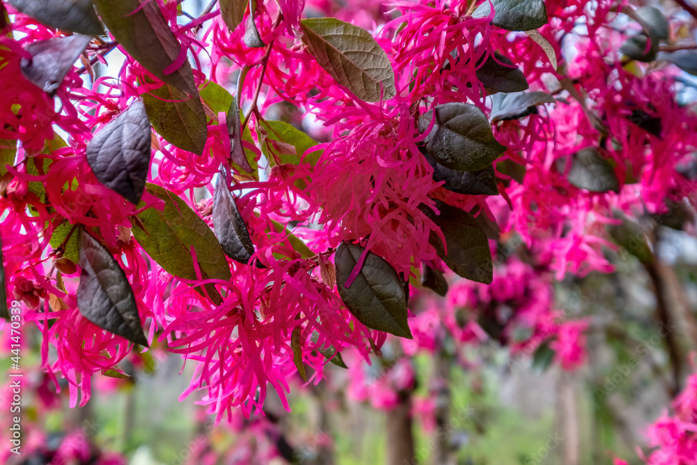 Chinese Fringe Flowers (Loropetalum chinense) Stock Photo | Adobe Stock