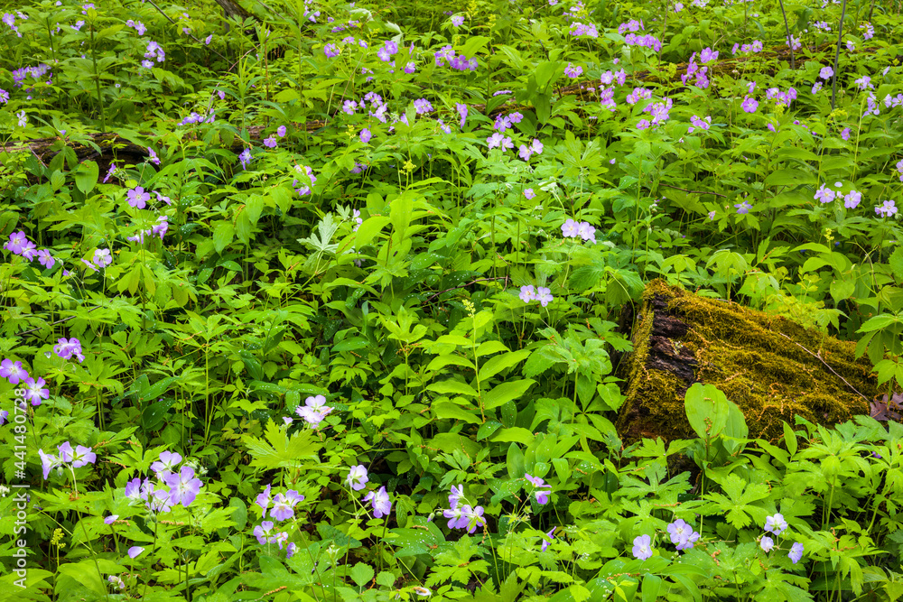 Wild geranium, a wildflower native to Midwest forest environments, adds ...