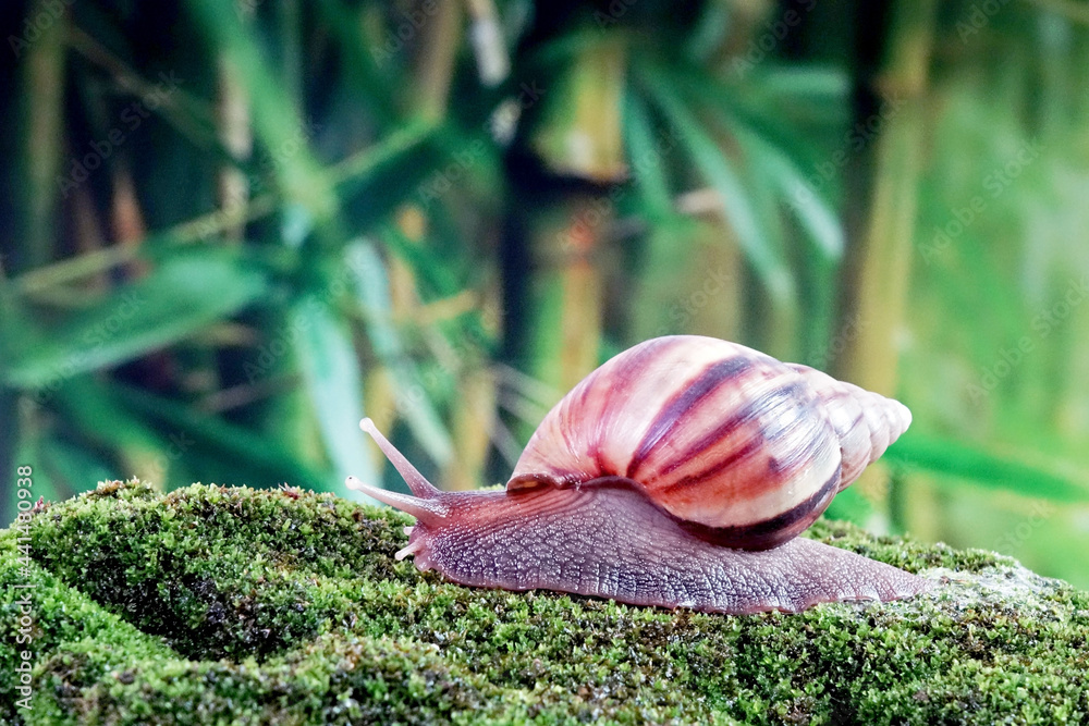 Snail, Giant African snail or giant African land snail (Lissachatina ...