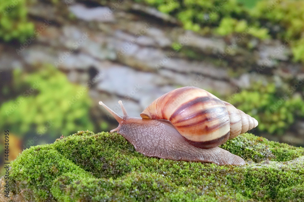 Snail, Giant African snail or giant African land snail (Lissachatina ...