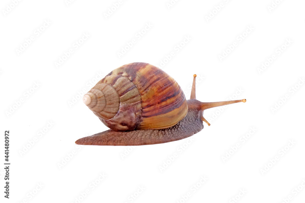 Snail, Giant African snail or giant African land snail (Lissachatina ...