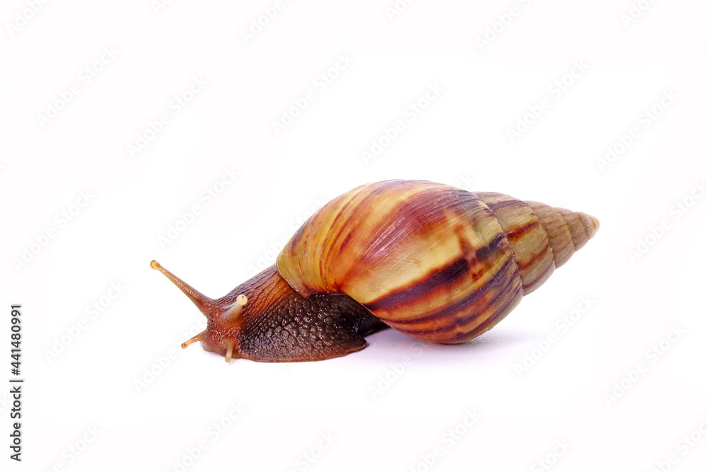 Snail, Giant African snail or giant African land snail (Lissachatina ...