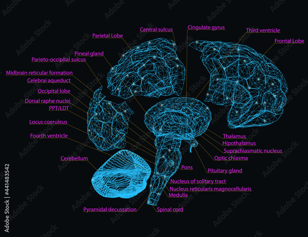 Human Brain Parts Names