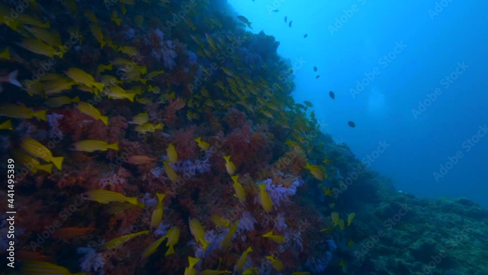 Big shoal of Bluestriped snapper fish aka Lutjanus Kasmira in tropical ...