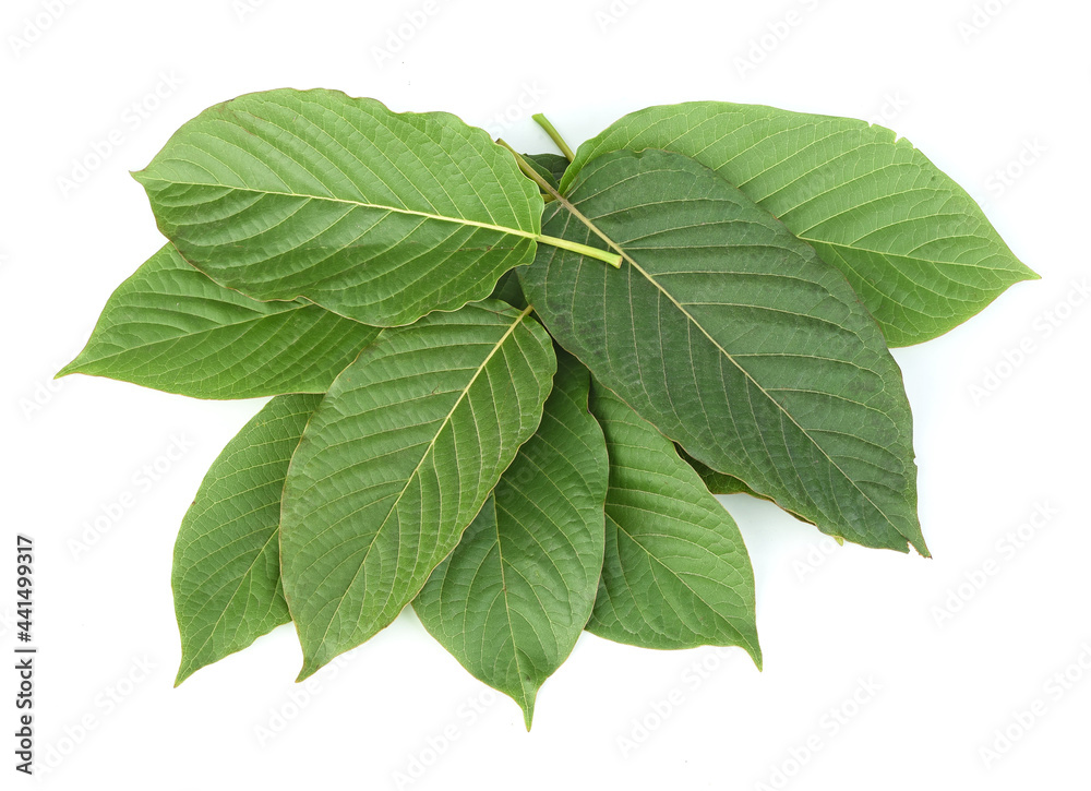 Mitragyna speciosa,kratom leaves isolated on white background Stock ...