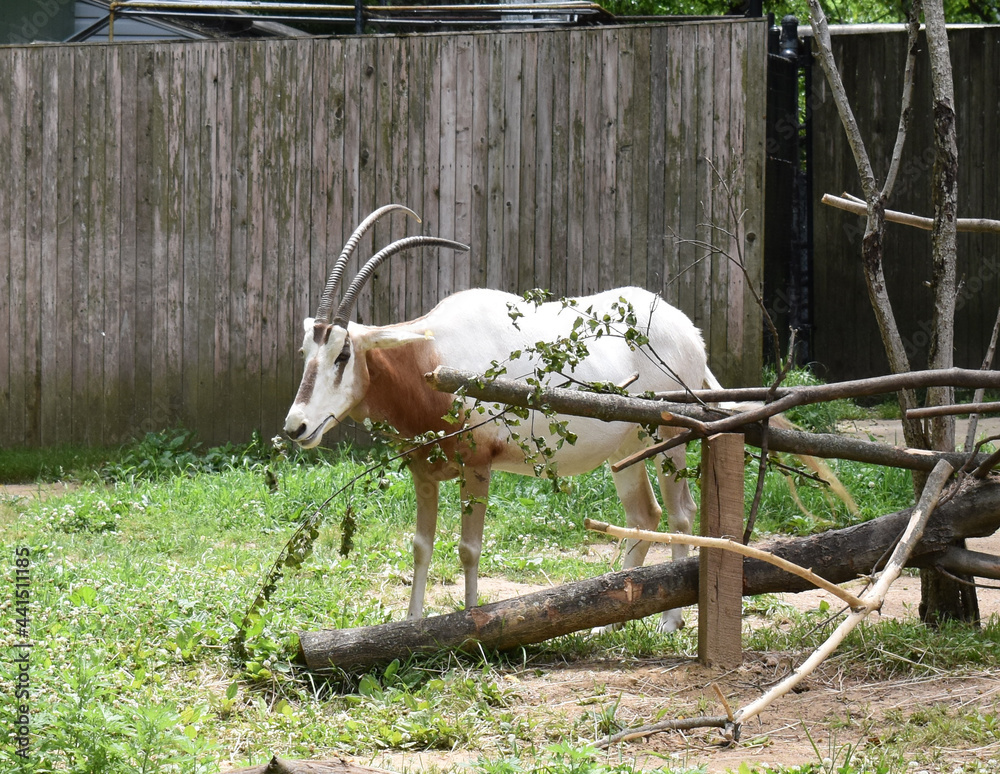 scimitar-horned oryx antelope (extinct in the wild) at the National Zoo ...