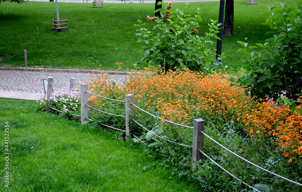 They form such a dense clump that even outside the flowering period ...
