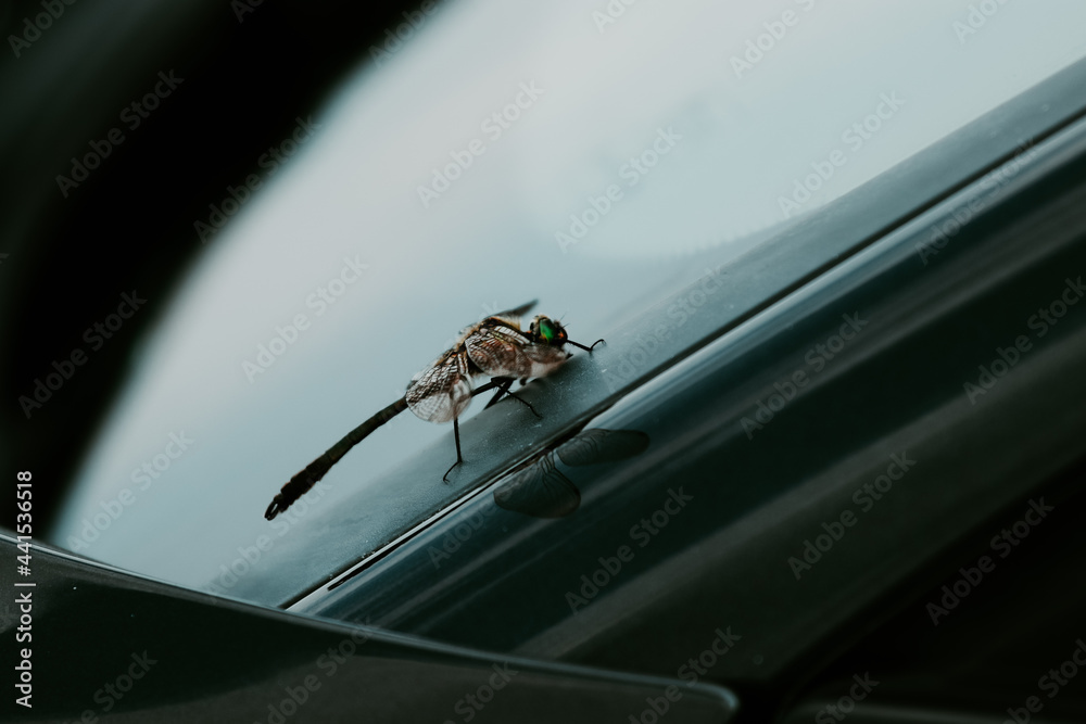 spider on a leaf,dragonfly, insect world, nightmare, summer, winged ...
