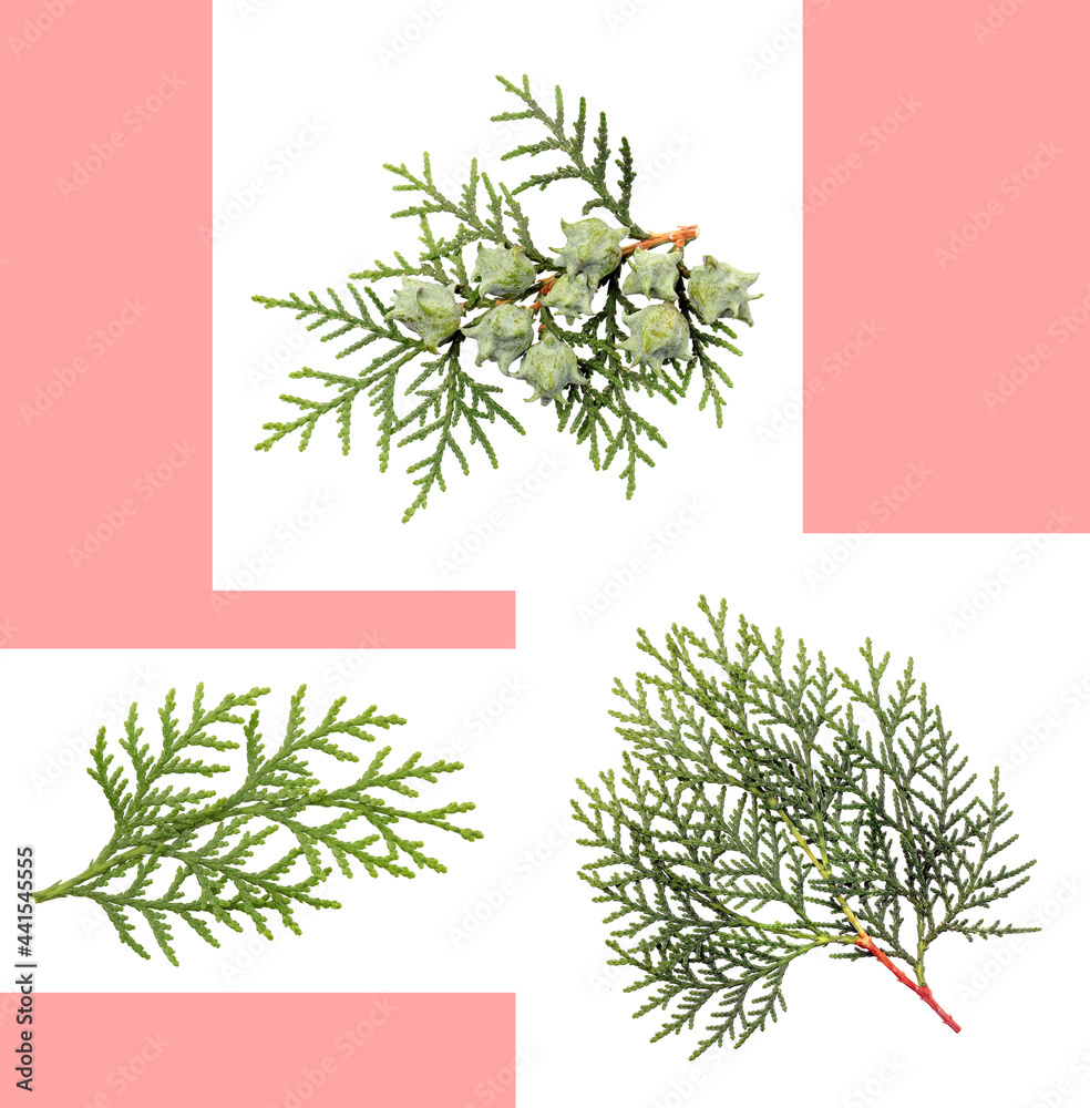 Leaves of pine tree or Oriental Arborvitae , Scientific Name:Thuja ...