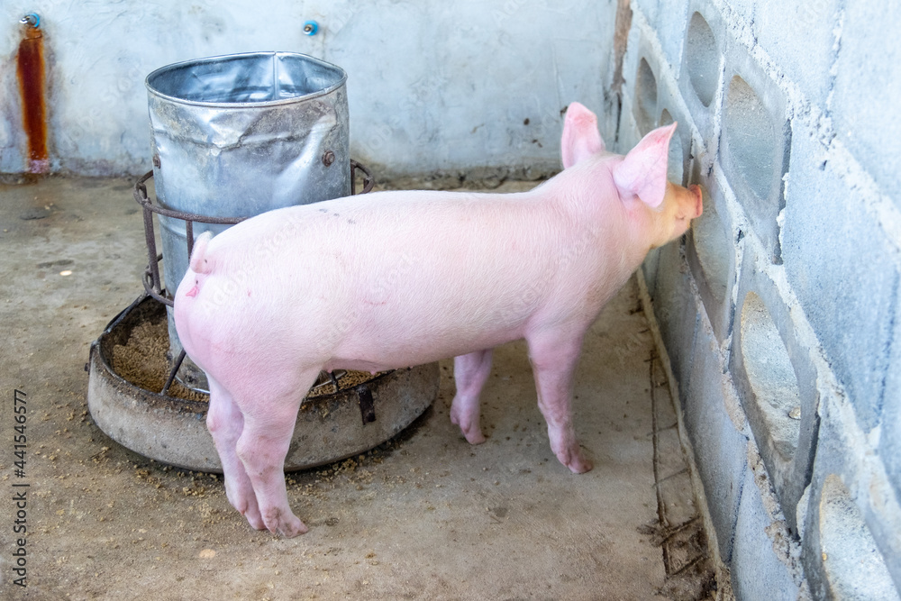 Pig farm in swine business in tidy and clean indoor housing farm, with ...