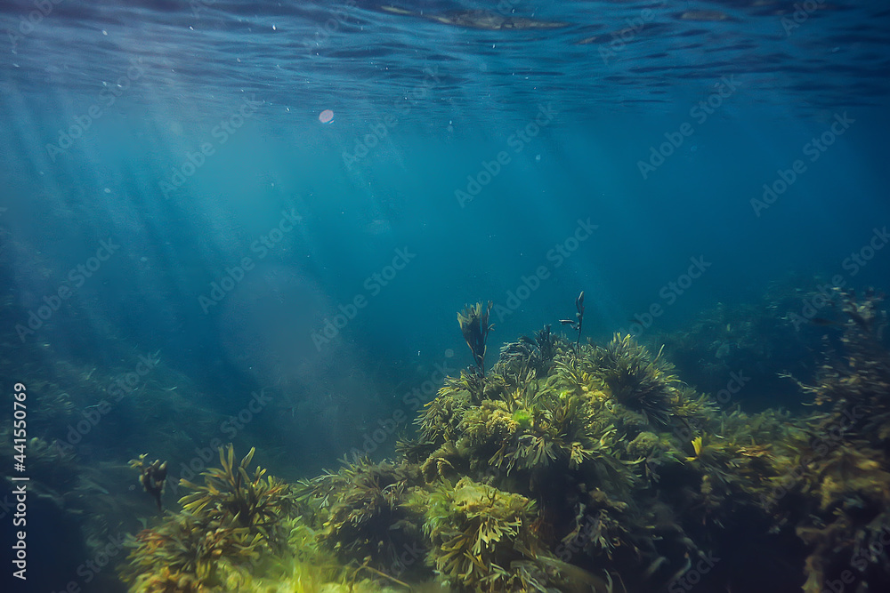 underwater landscape reef with algae, sea north, view in the cold sea ...