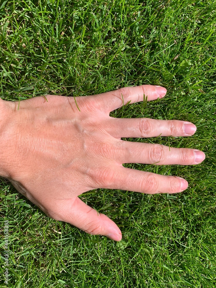 Closeup man's hand inspecting green grass lawn, healthy tall fescue ...