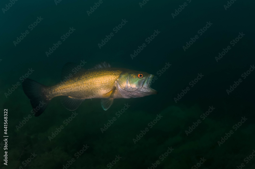 Smallmouth bass with big wide open mouth Stock Illustration | Adobe Stock