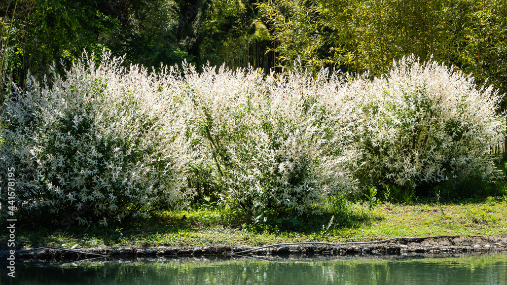 Large Bushes of Japanese whole-leaved willow, Salix Integra Hakuro ...