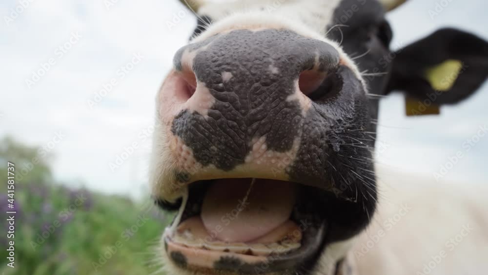 Close-up of Chewing Cow.Nose and Jaw Cows Close-up. Black and White ...
