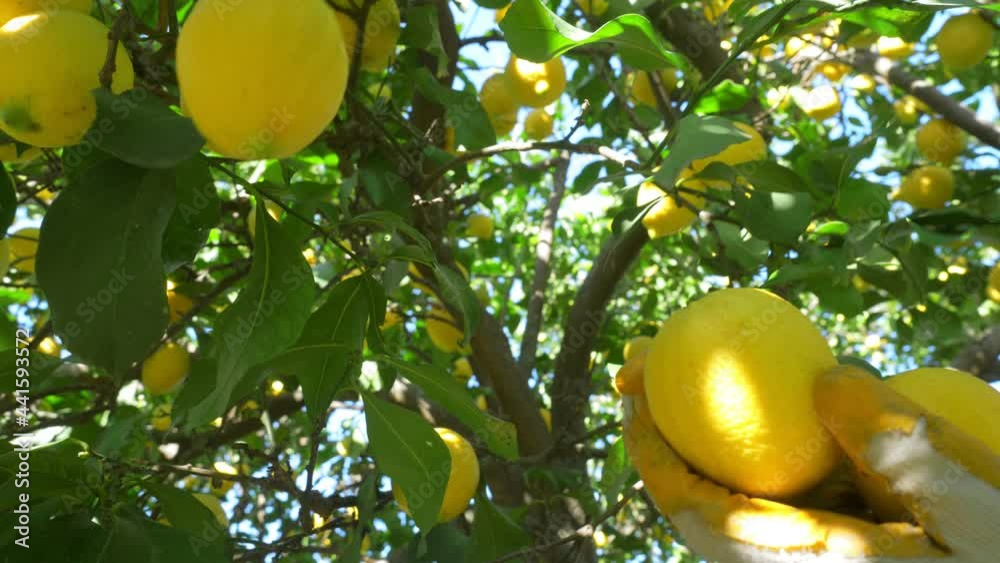 lemon harvest in a citrus orchard, Italy. authentic real video of fruit ...