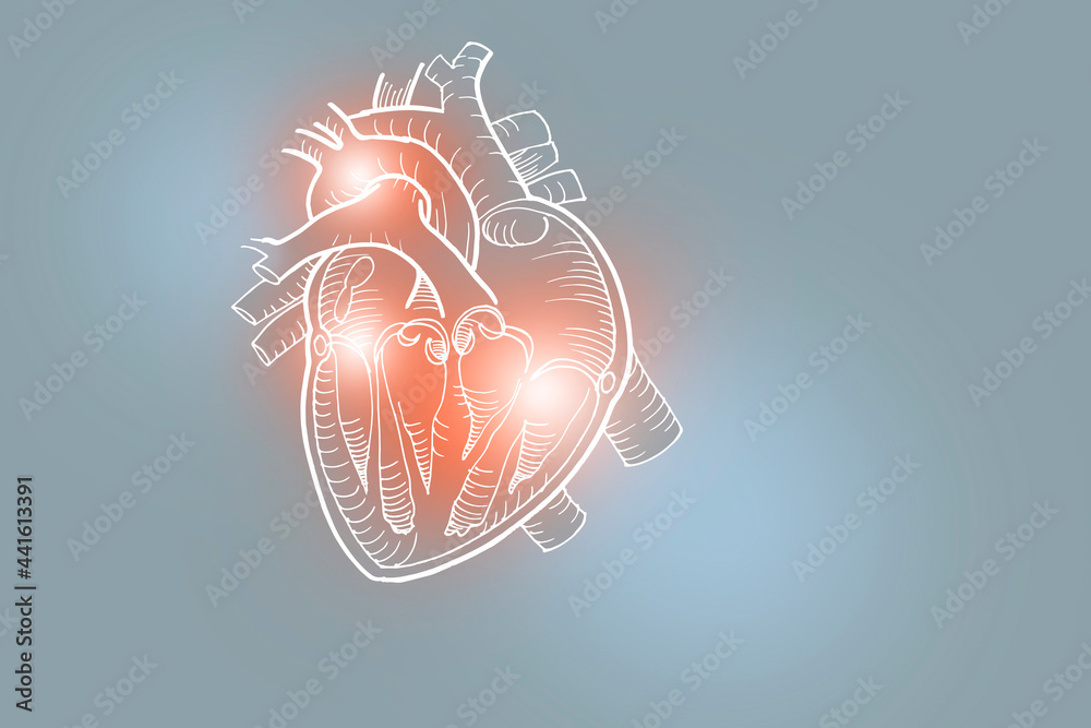 Handrawn illustration of human heart on light gray background. Medical ...