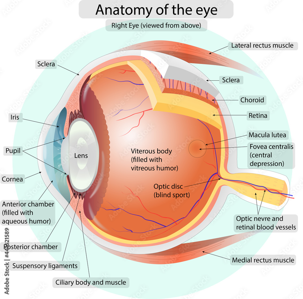 Anatomy of the eye Stock Vector | Adobe Stock