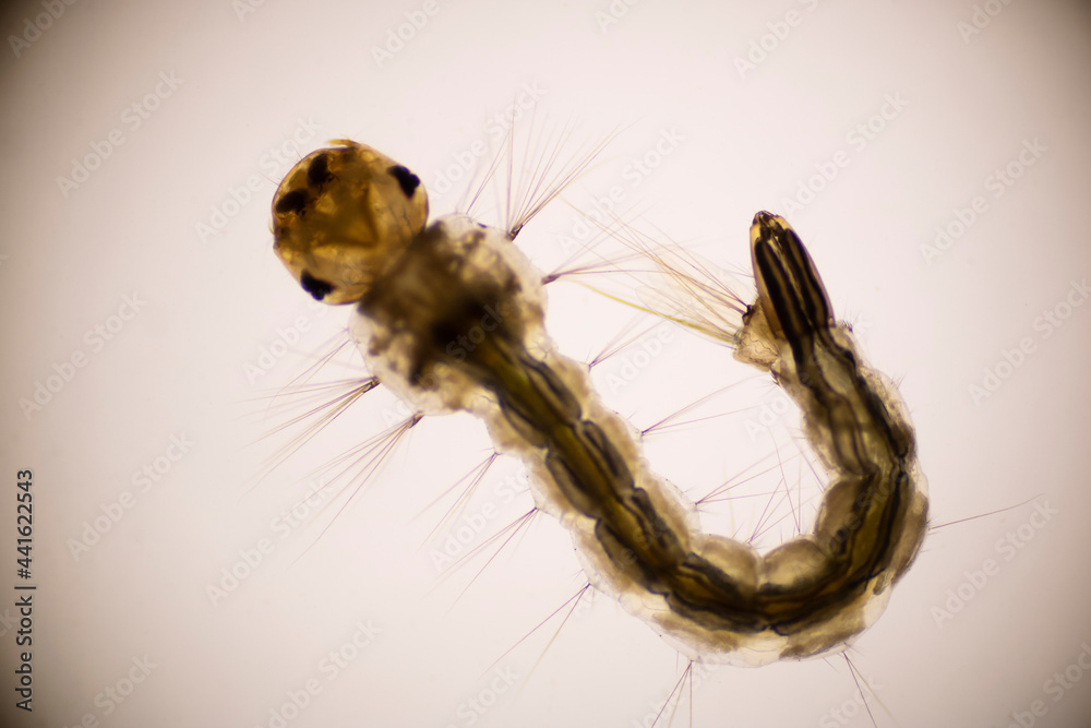 Mosquito larvae in light microscope, Larvae under a microscope. Stock ...