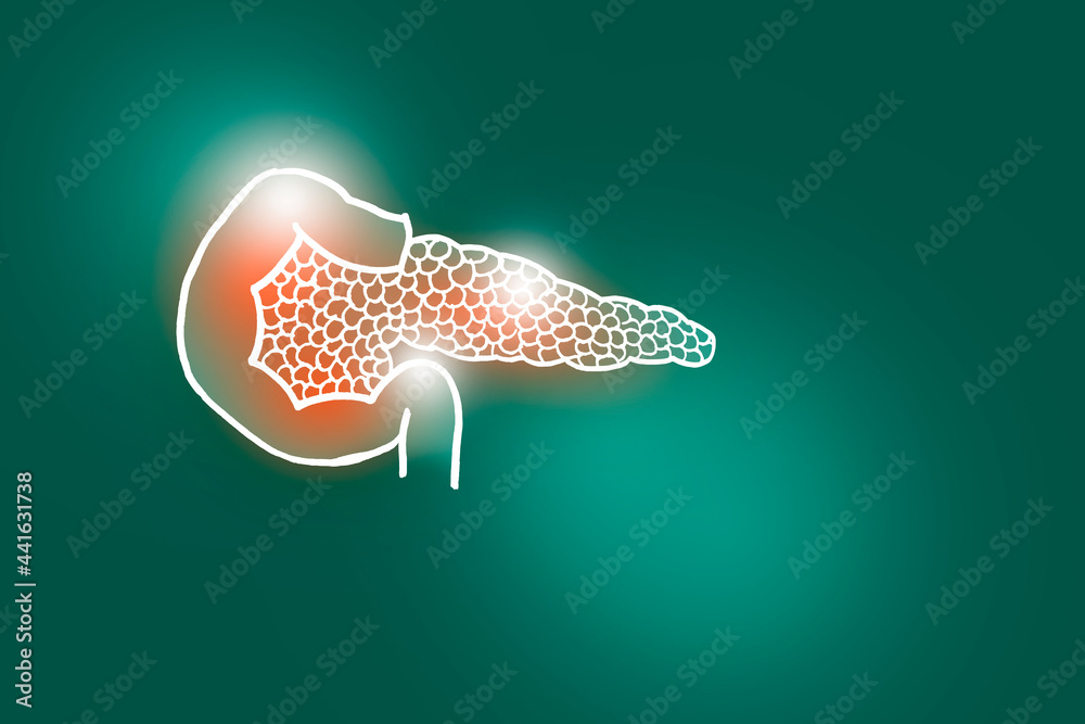Handrawn illustration of human Pancreas on deep green background ...